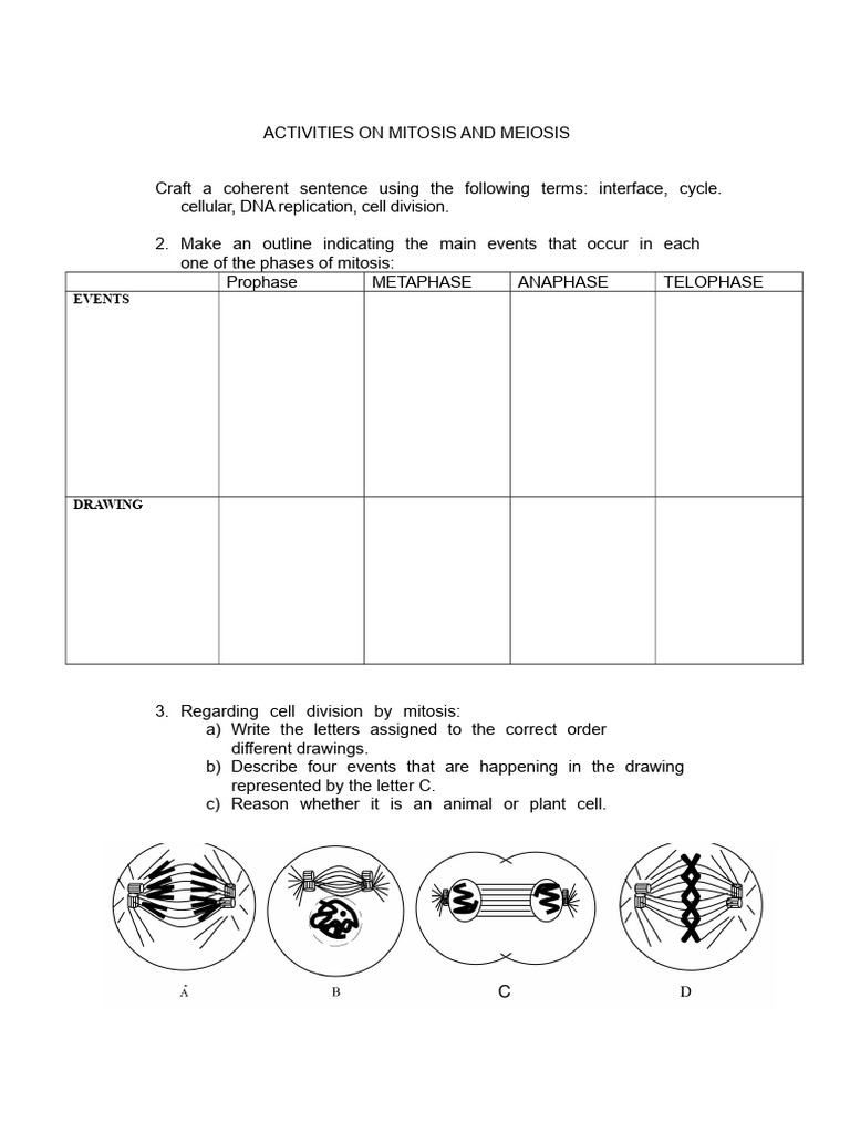 Activities Mitosis and Meiosis | PDF