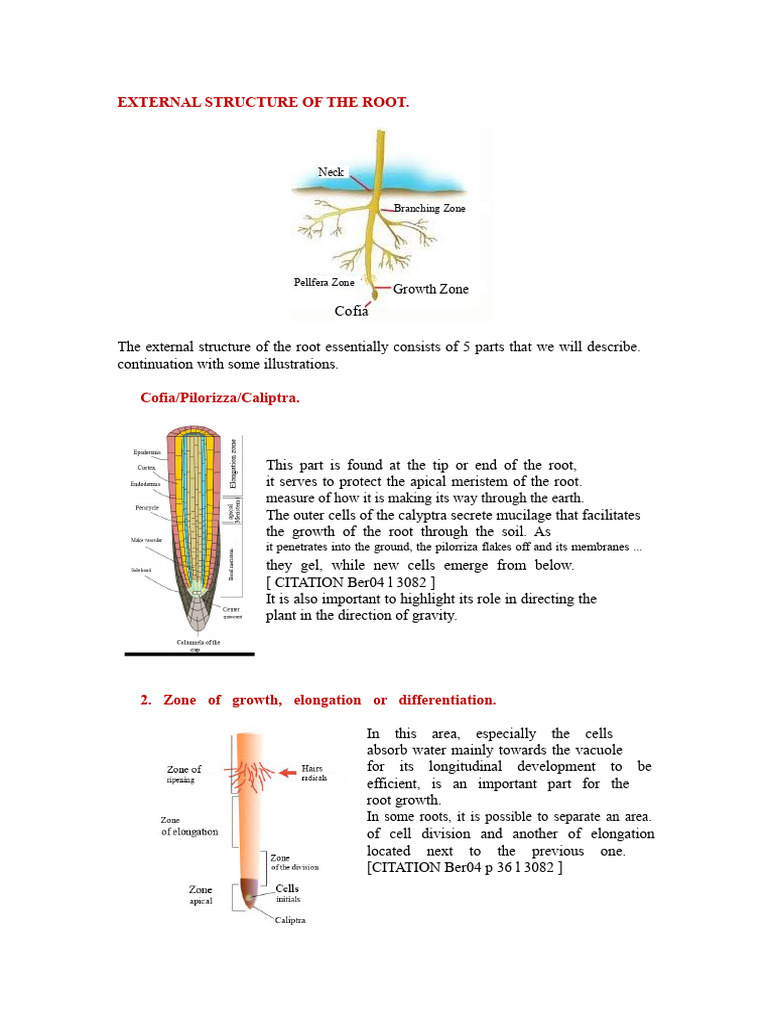 Root Structure: External and Internal Analysis | PDF | Root | Tissue ...