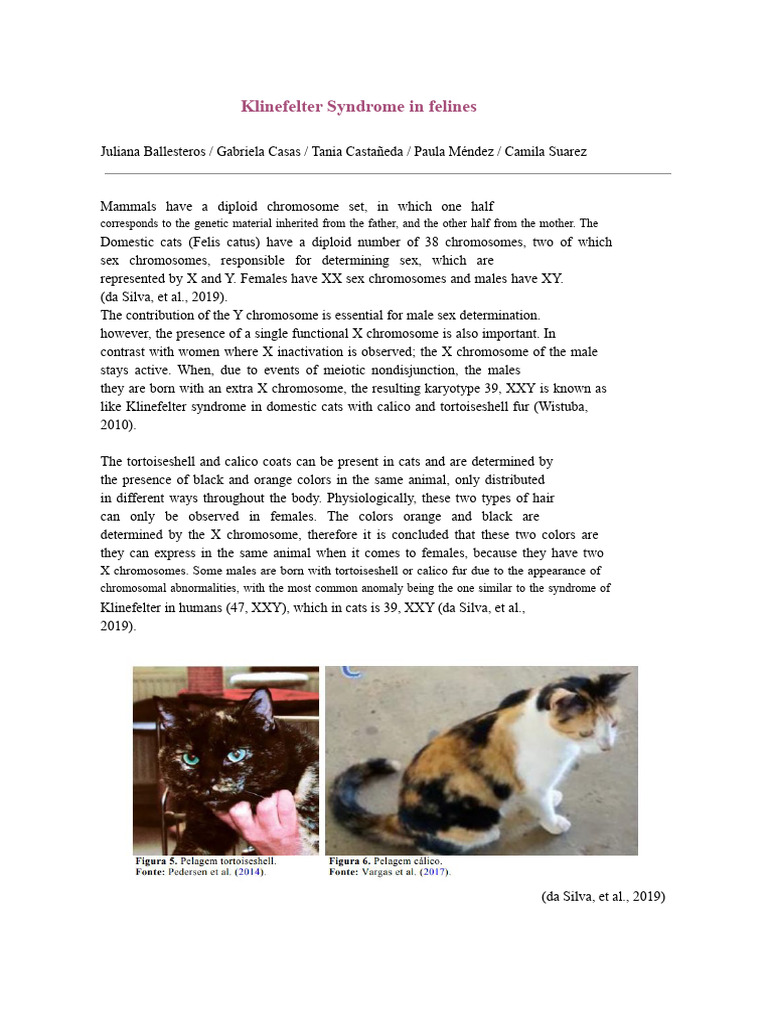 Klinefelter Syndrome in Domestic Cats | PDF | Genetics | Biology