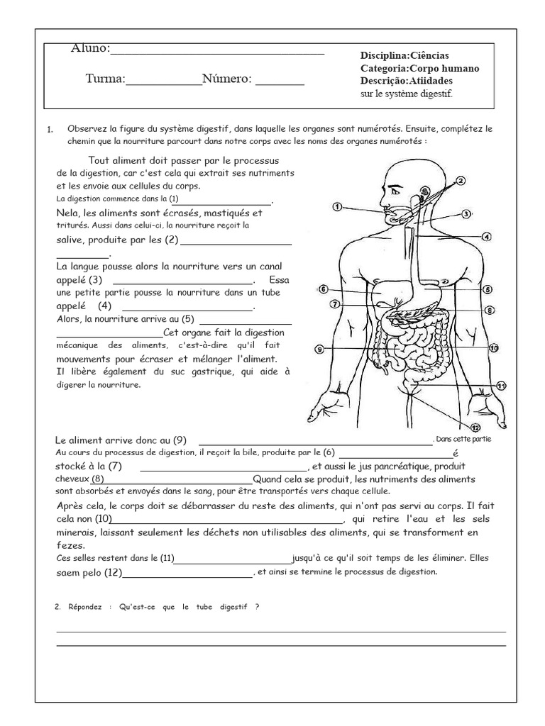 Activités sur le système digestif humain | PDF | Appareil digestif ...