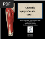 Anatomia da Coxa: Músculos e Vasos | PDF | Articulações | Anatomia humana