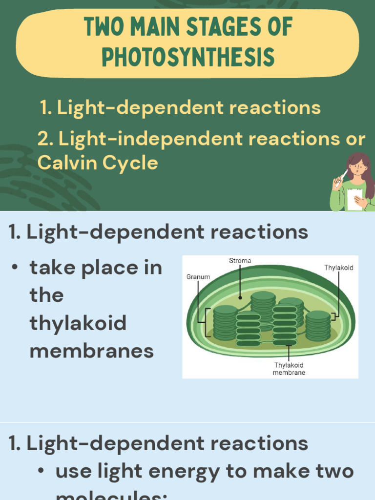 Light Dependent and Calvin Cycle | PDF | Nicotinamide Adenine ...