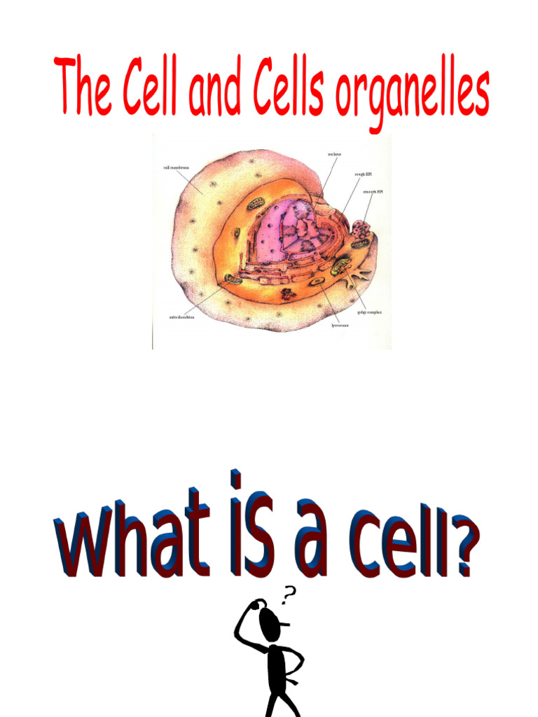 Understanding Cell Structure and Function | PDF | Cytoplasm | Cell ...