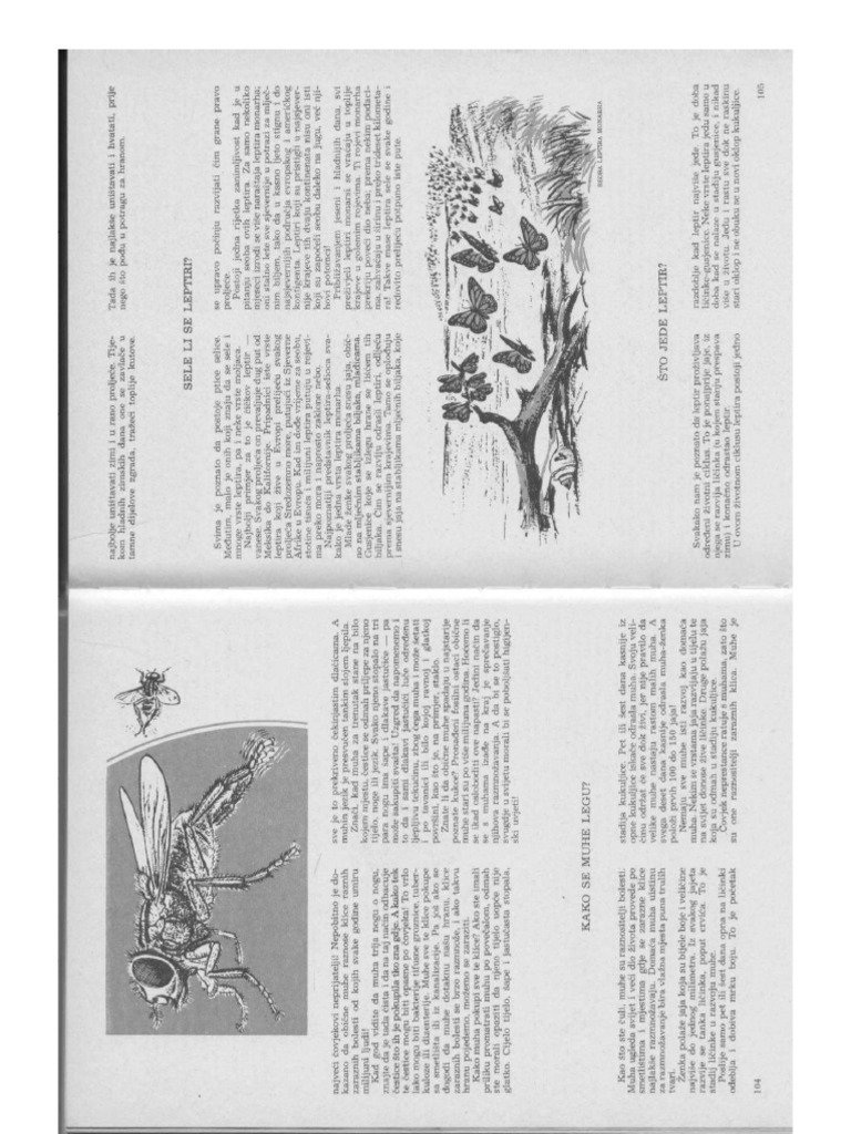 5.misici | PDF