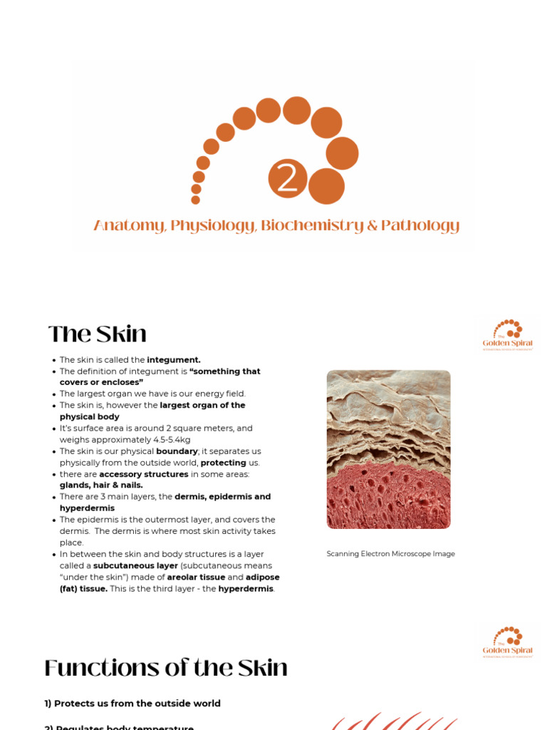 PLAIN SLIDES A&p 3 - The Integumentary System | PDF | Integumentary ...