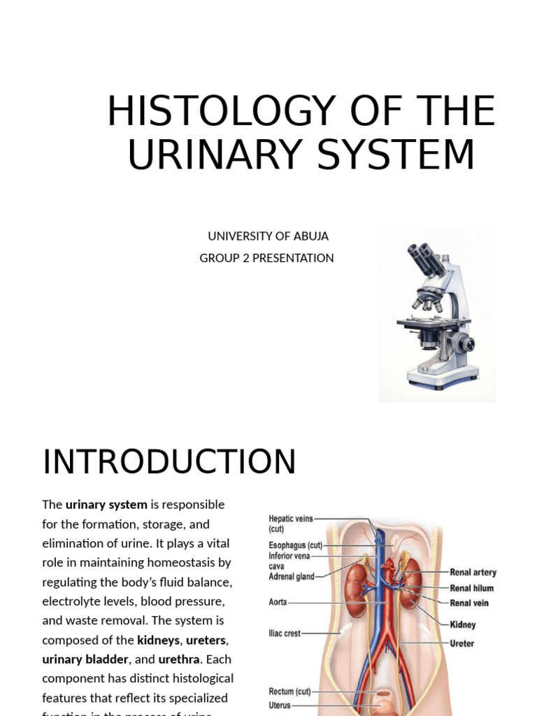 Urinary System Histology Overview | PDF | Kidney | Genitourinary System