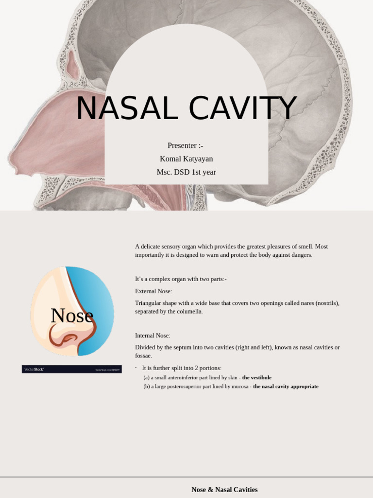 Anatomy of the Nasal Cavity Explained | PDF | Human Nose | Skeletal System