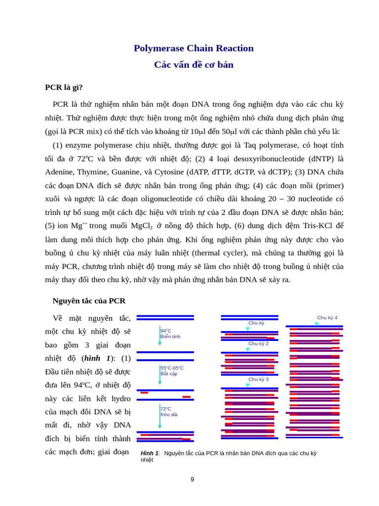 PCR Basic | PDF