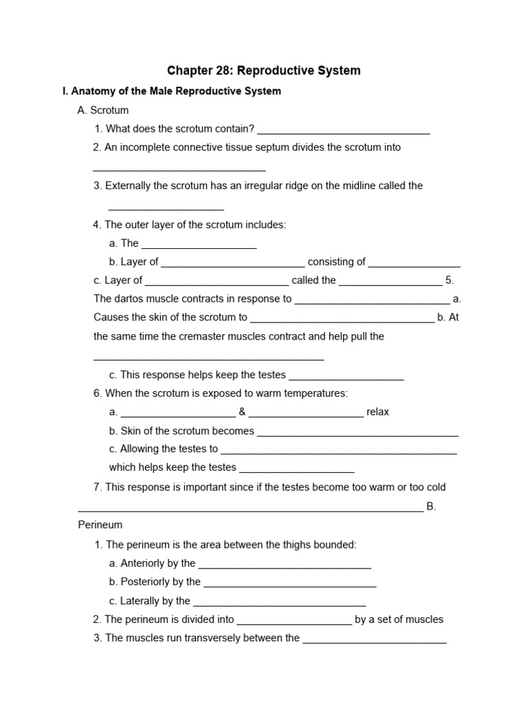 Male Reproductive System Anatomy | PDF | Uterus | Testicle