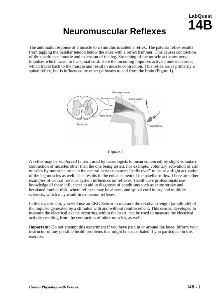 14B Reflexes Without ACC LQ | PDF