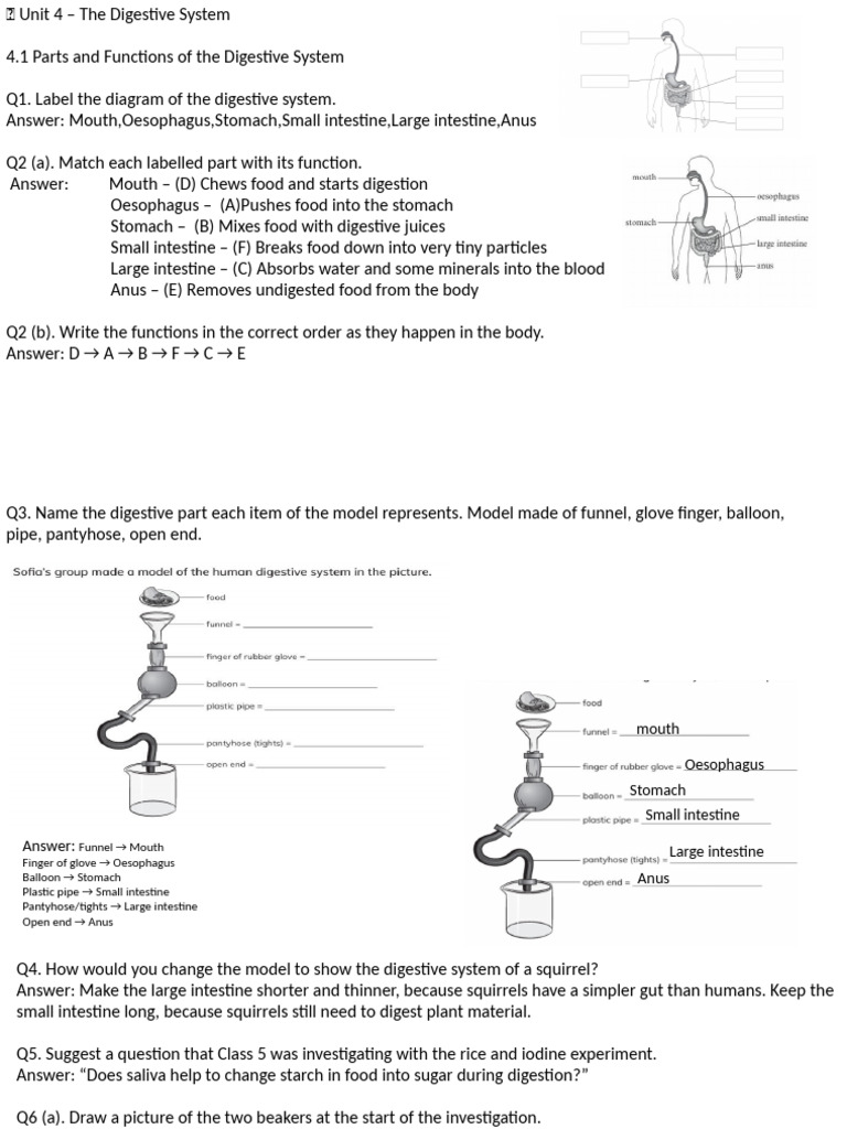 CHPT 4 - Science Workbook | PDF | Digestion | Foods