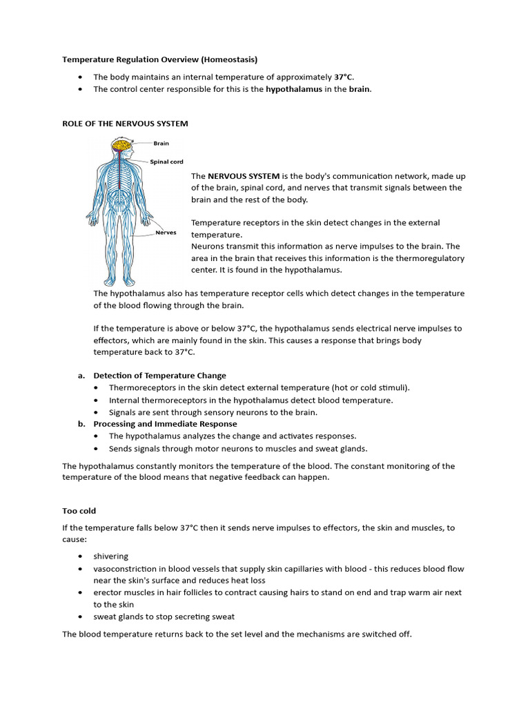 Temperature Regulation in Homeostasis | PDF | Brain | Endocrine System
