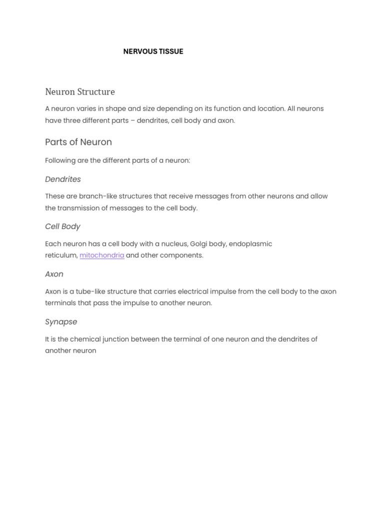 Neuron Structure and Function Explained | PDF