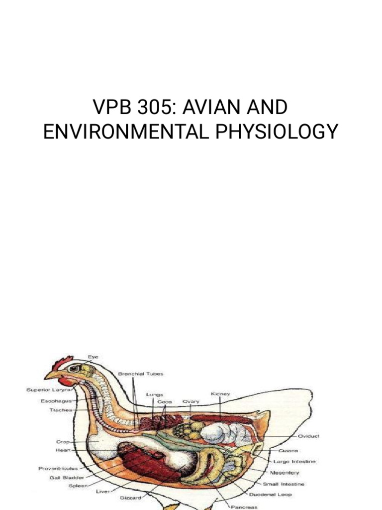 Avian Integumentary System Overview | PDF | Skin | Testicle