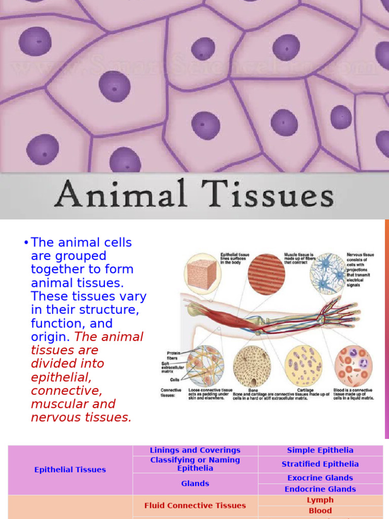 Overview of Animal Tissues and Epithelia | PDF | Epithelium | Tissue ...