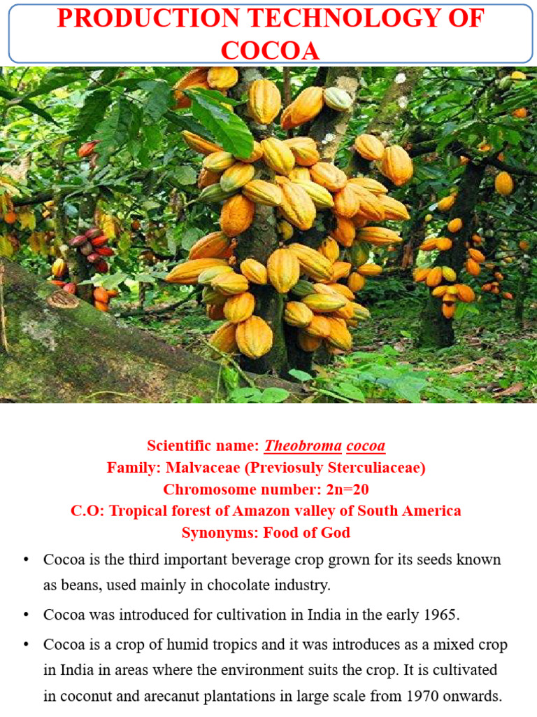Production Technology of Cocoa PDF | PDF | Cocoa Bean | Legume