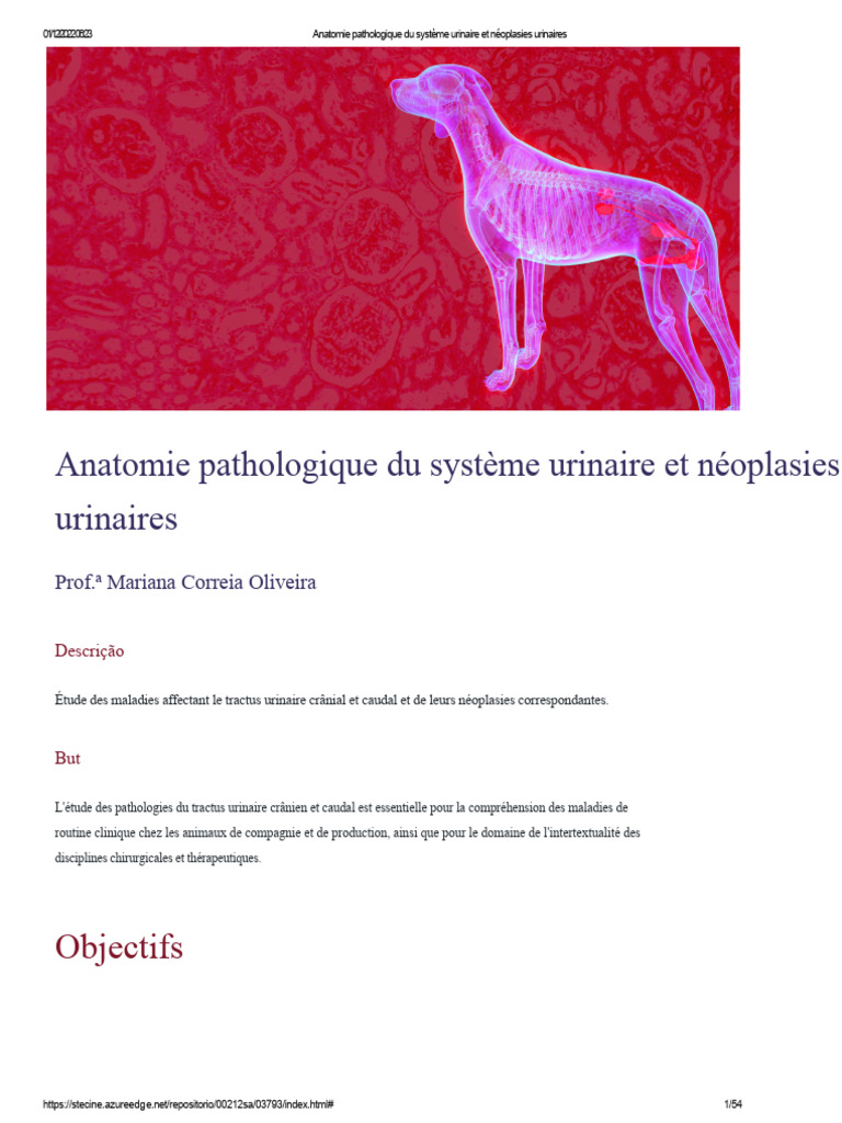 Anatomie pathologique du système urinaire | PDF | Rein | Appareil urinaire