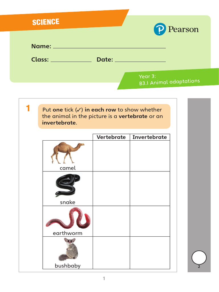 Vertebrates vs. Invertebrates Worksheet | PDF | Biology | Zoology