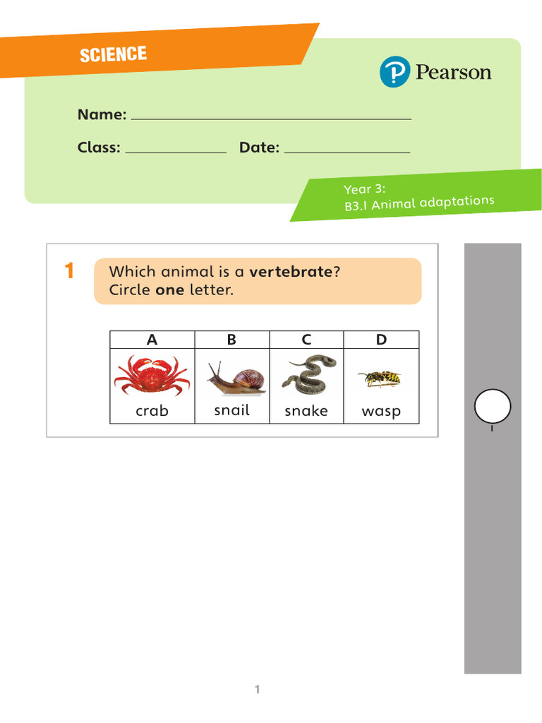 Year 3 Animal Adaptations Quiz | PDF | Biology | Zoology