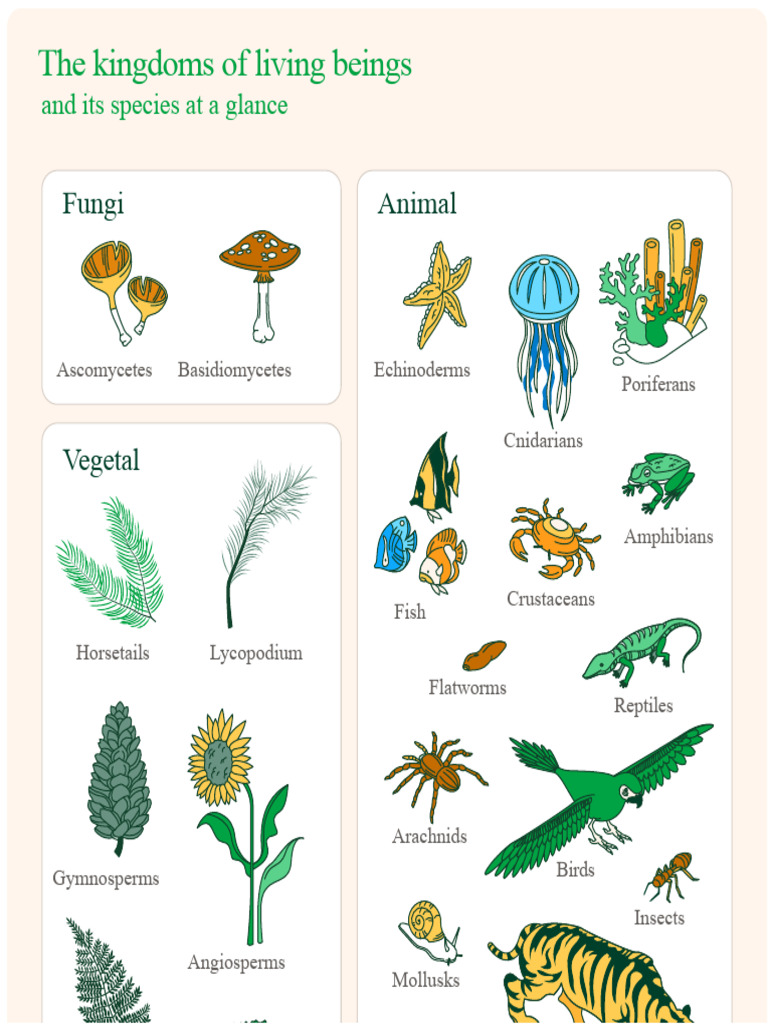 Infographic Kingdoms Living Beings | PDF