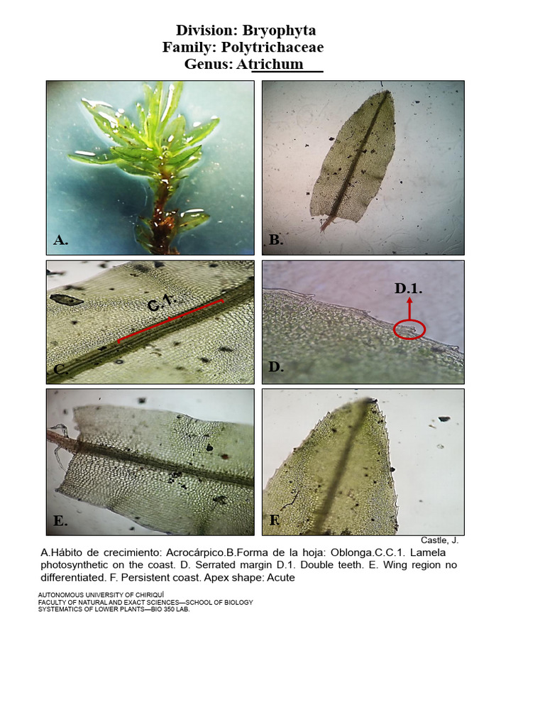 1. Moss Sheets.pdf | PDF | Leaf | Moss