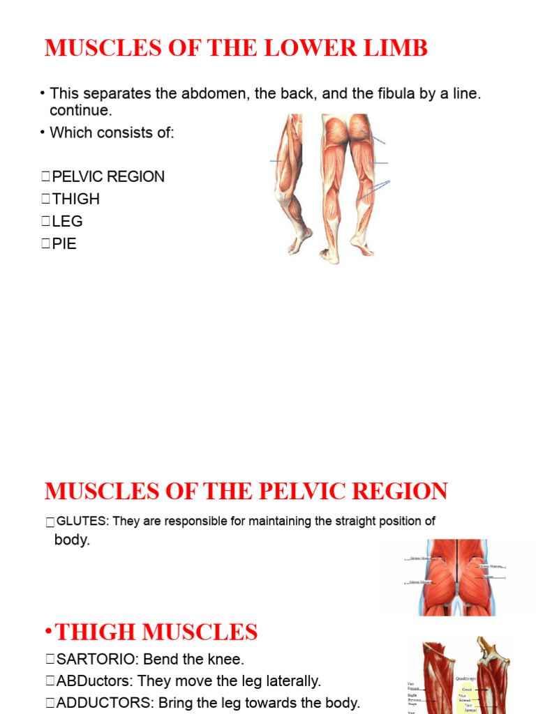 Muscles of The Lower Limb | PDF