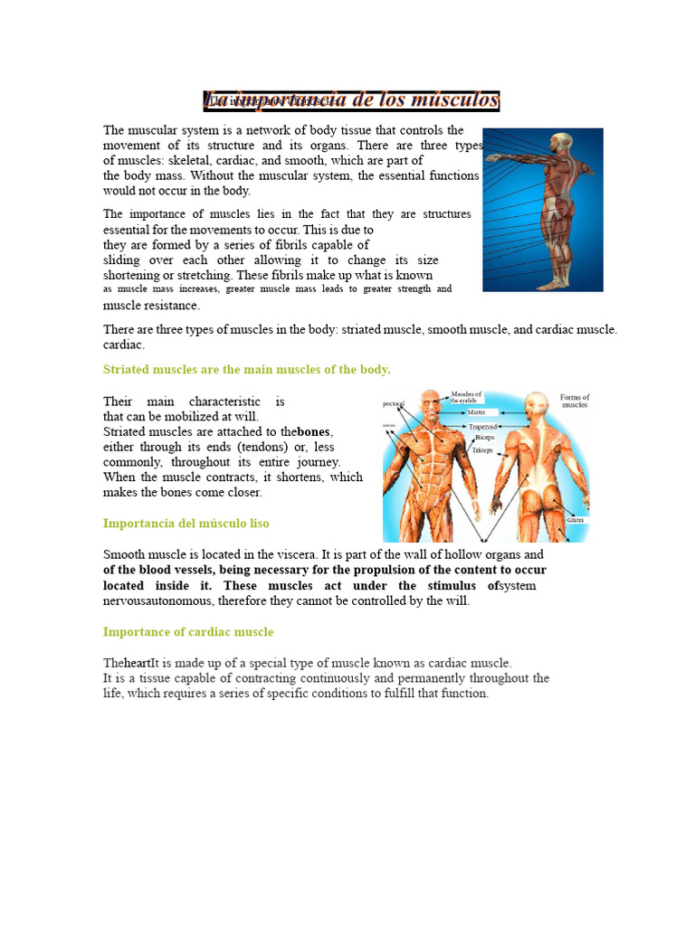 Overview of Muscle Types and Functions | PDF