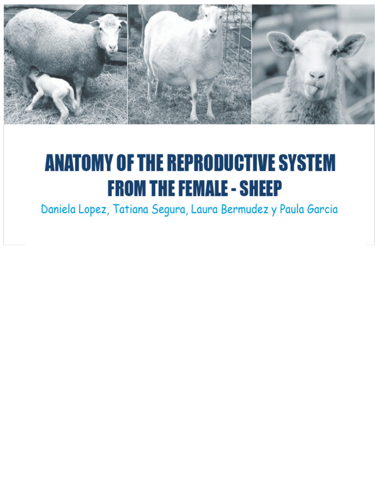Reproductive System of Sheep | PDF | Reproductive System | Uterus