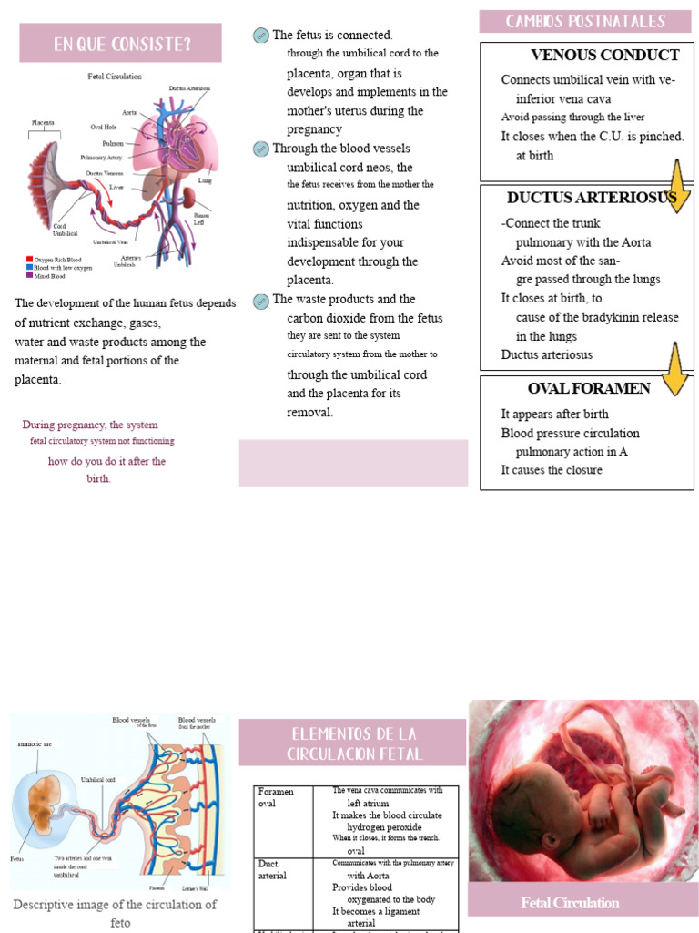 Fetal Circulation and Umbilical Functions | PDF | Fetus | Circulatory ...