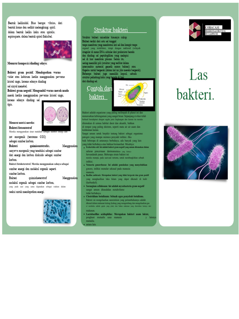 Triptik Bakteri | PDF