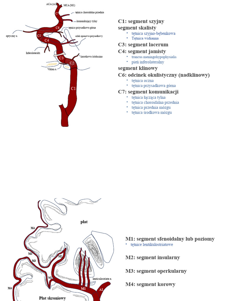 Anatomia naczyniowa mózgu | PDF