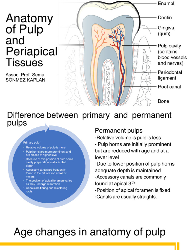 L3 Pulp and PDL Anatomy 2 | PDF