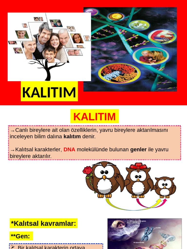 Kali Tim | PDF