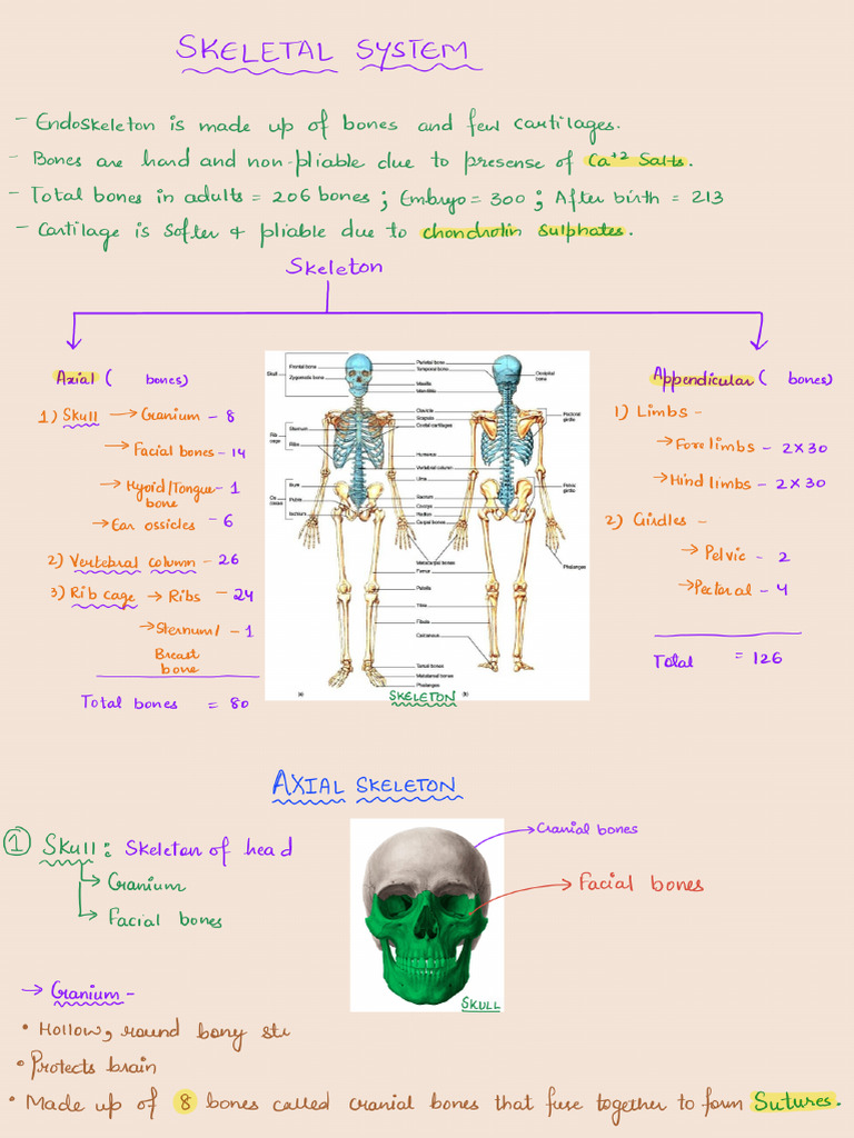 Skeletal System Complete | PDF