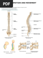Costovertebral Angle Anatomy Overview | PDF | Vertebra | Vertebral Column