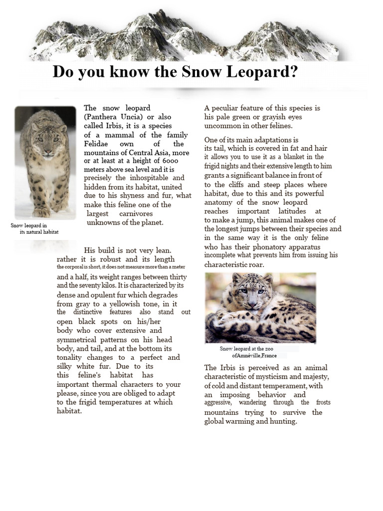 The Snow Leopard Descriptive Text | PDF | Felidae | Leopard