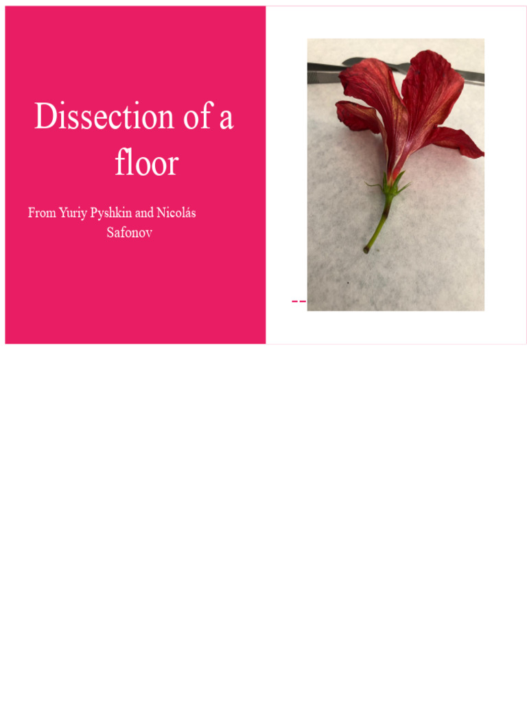 Dissection of a flower | PDF