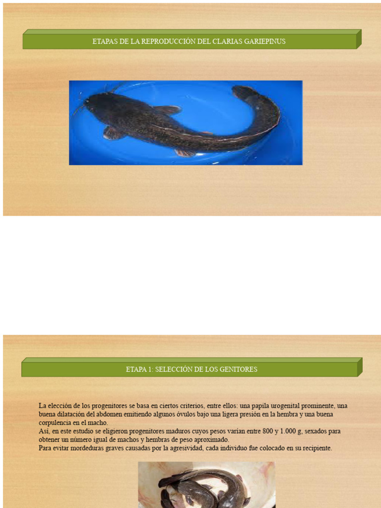 Reproducción del Clarias gariepinus: Proceso Completo | PDF ...
