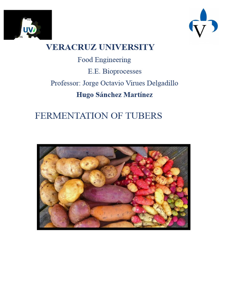 Fermentation of Tubers | PDF | Foods | Starch