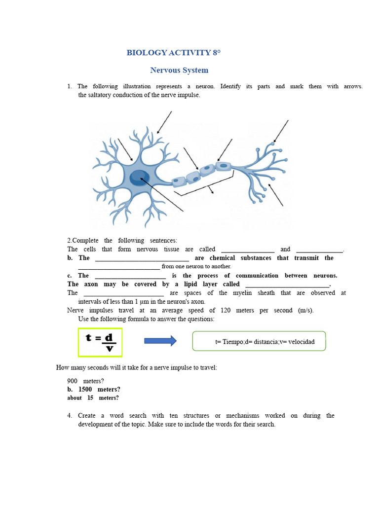 Activity 8° Nervous System | PDF