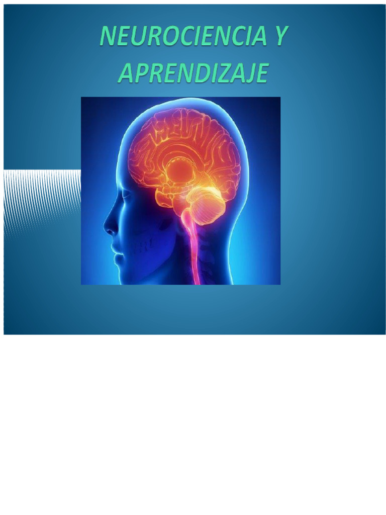 Neuroscience and Learning | PDF | Nervous System | Neuroscience