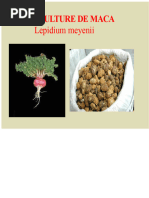 Guide de culture du macabo au Cameroun | PDF | Fertilisant | Maïs