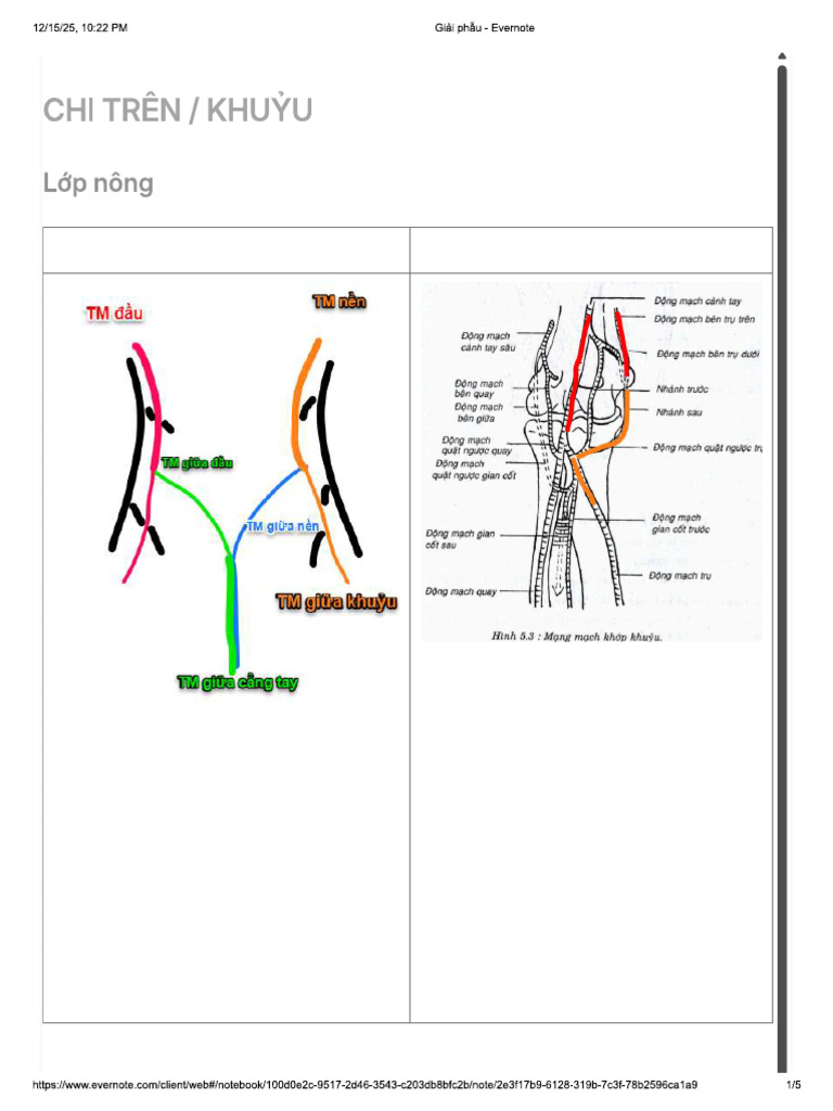 Gi Phâu Vùng Khu U | PDF