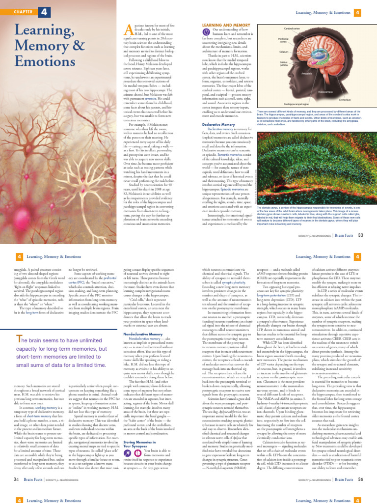 Understanding Learning and Memory | PDF | Memory | Reward System