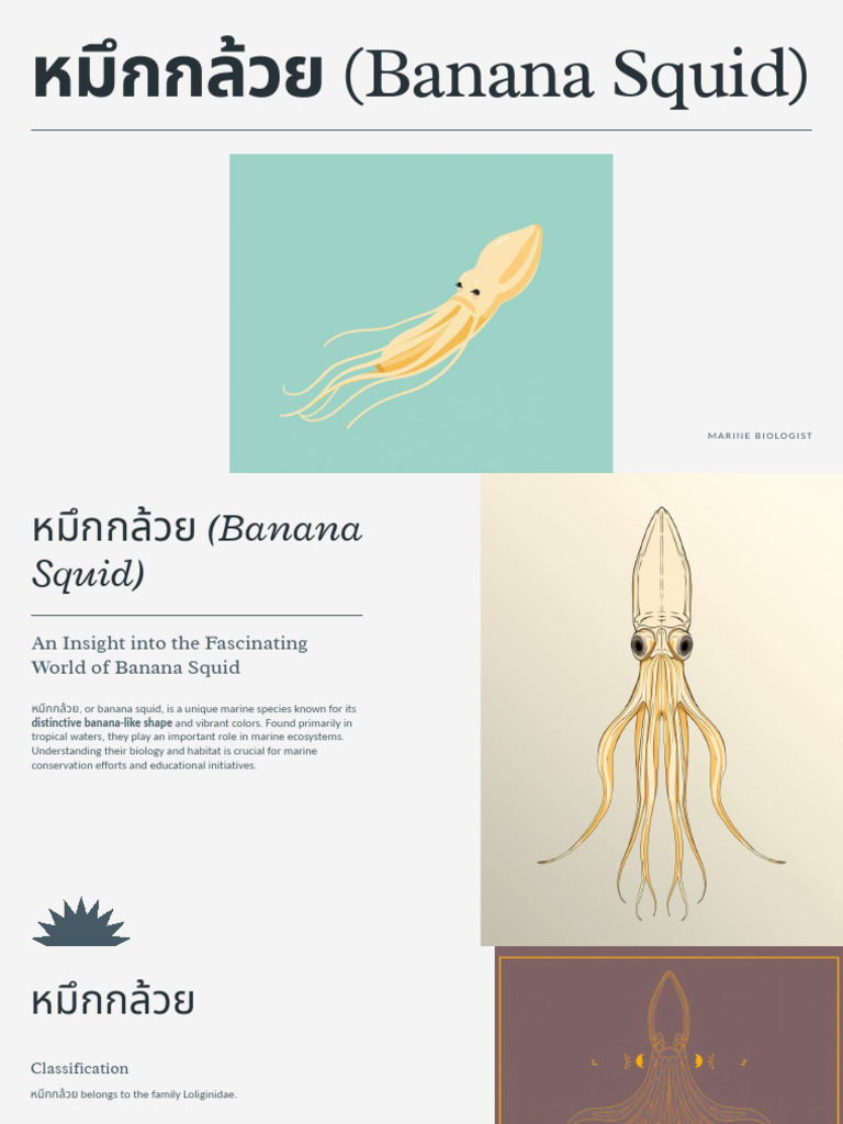 หมึกกล้วย (Banana Squid) | PDF