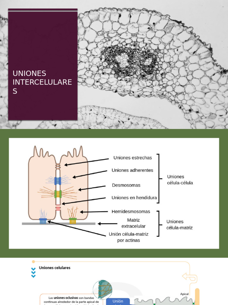 Uniones Intercelulares 3M | PDF