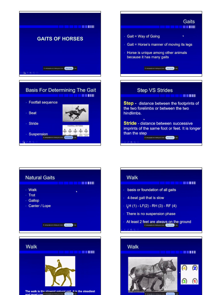 Vzoo107 Gaits | PDF