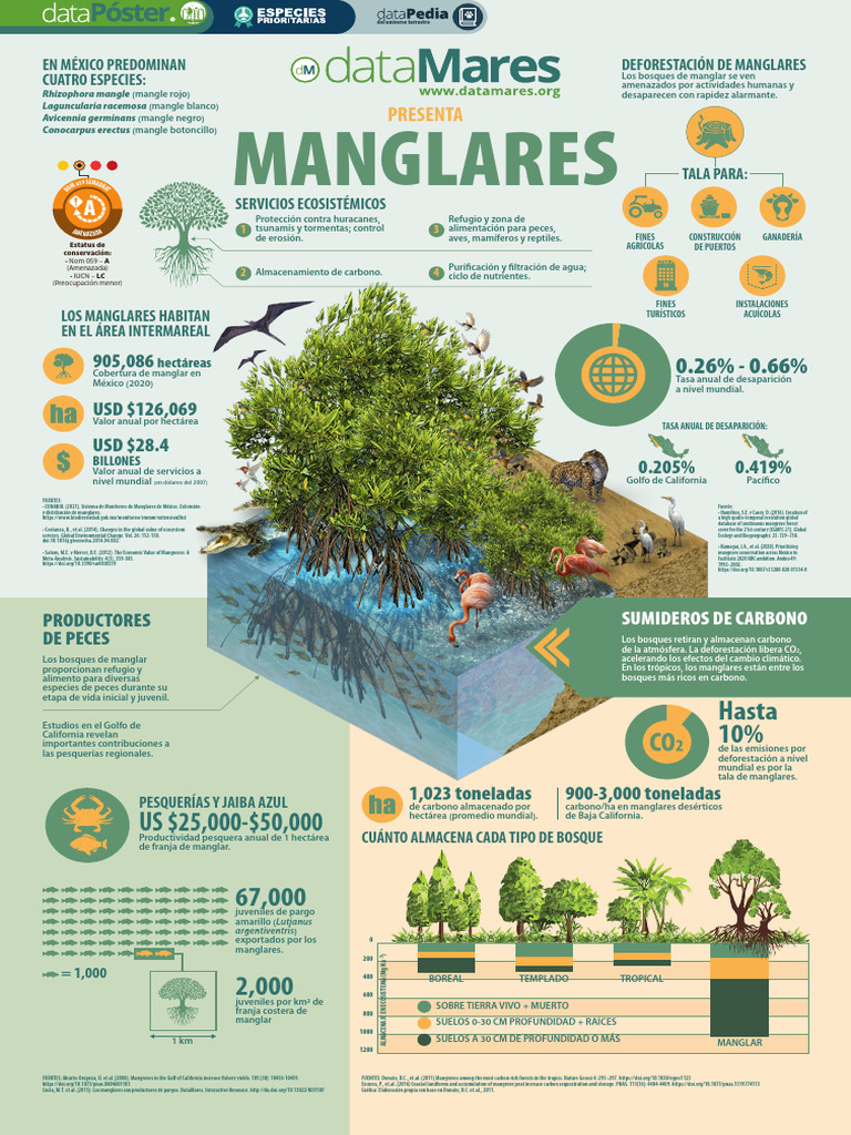 Importancia de los Manglares en México | PDF | Deforestación | Simbiosis