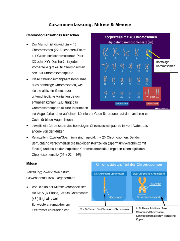 Zusammenfassung_Mitose_Meiose | PDF