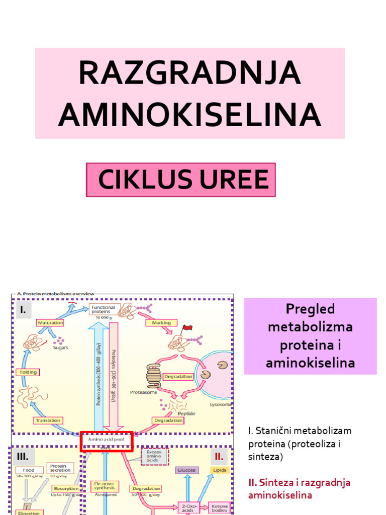 Seminarrazgradnja Aminokiselina - Ciklus Uree Ik 2024 | PDF